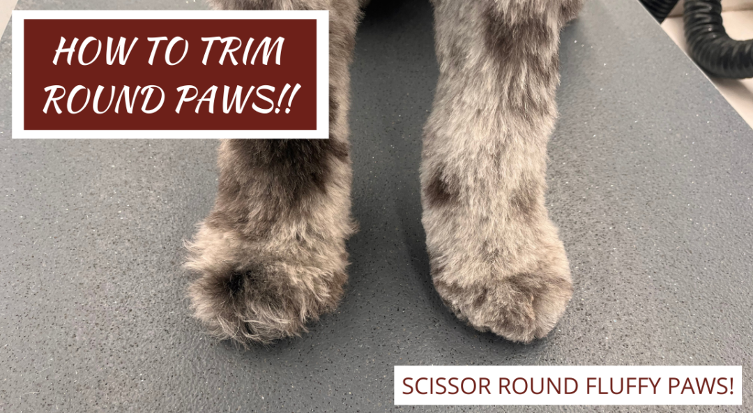 HOW TO TRIM ROUND PAWS!! - Scissoring rounded feet on a dog! - Alex's ...