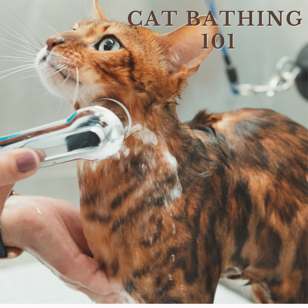 Cat Bathing 101 - Alex's Paw Spa