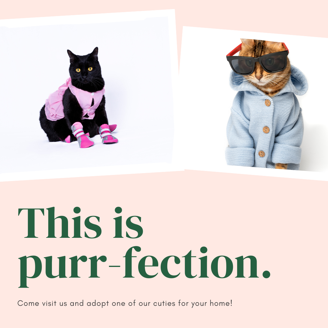 Stylish and Cozy: 5 Fun Cat Outfits for Fall You Can Find on Amazon ...